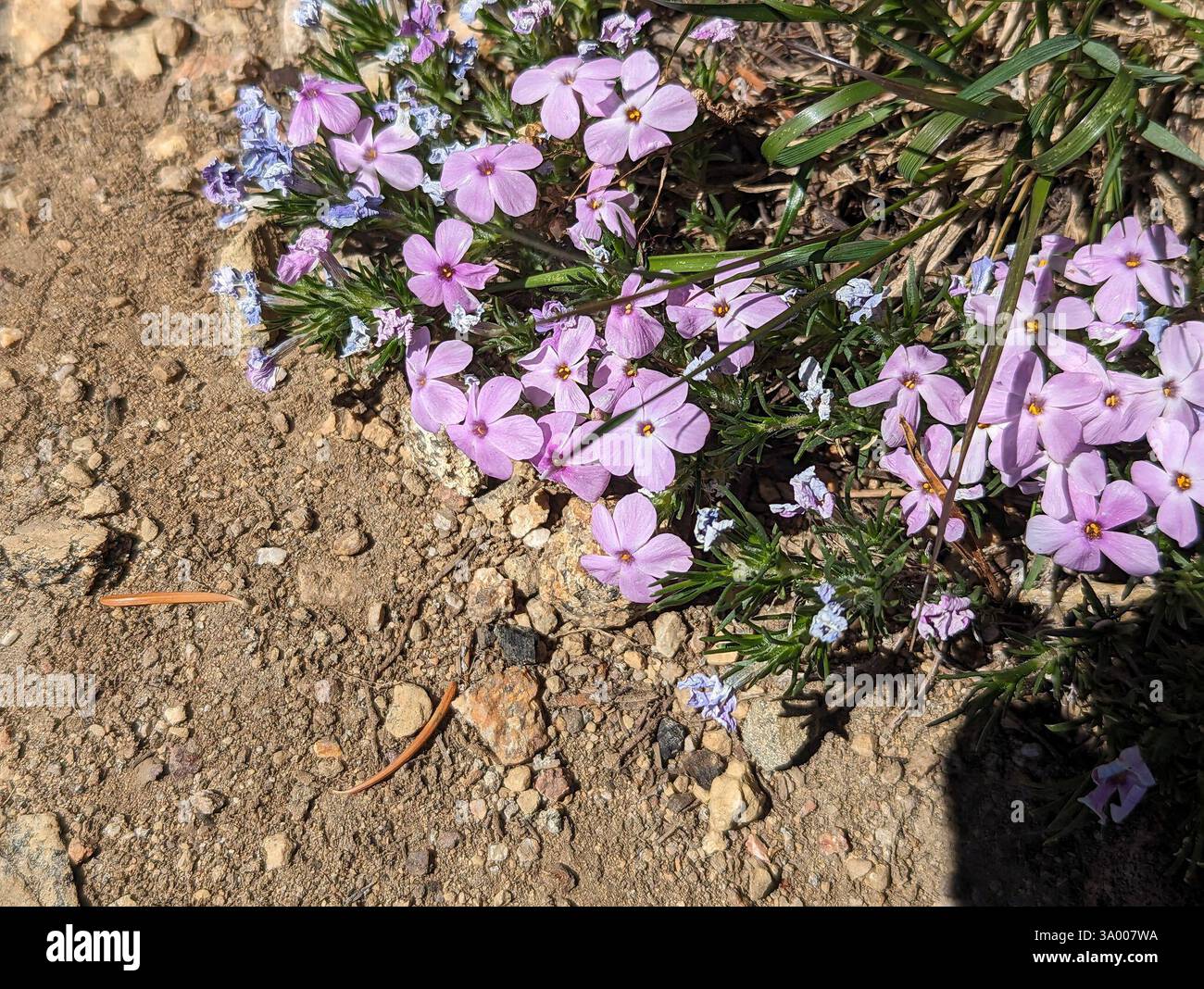 spreading phlox (Phlox diffusa), Plantae, Desolation Wilderness ...
