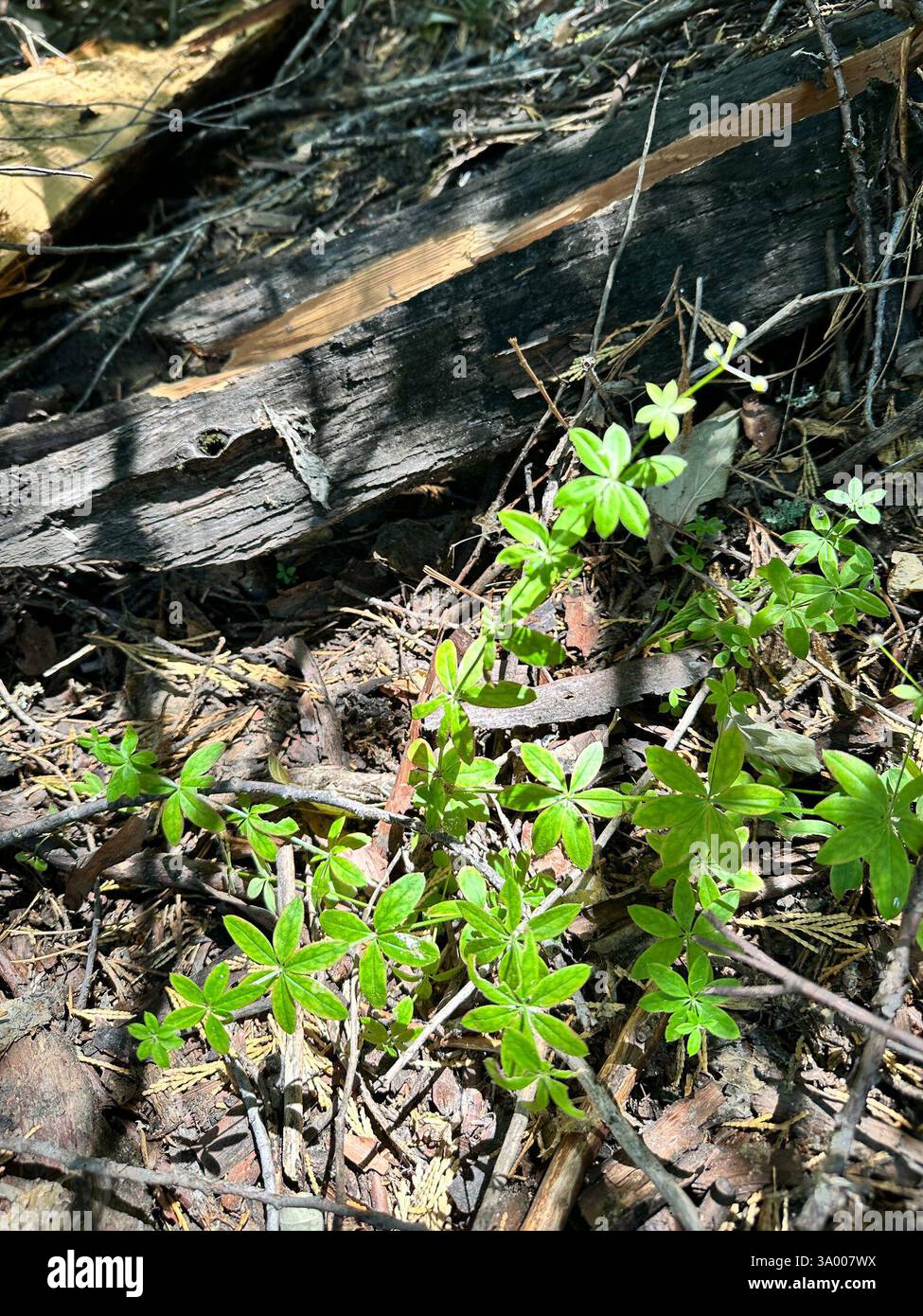 fragrant bedstraw (Galium triflorum), Plantae, Calaveras Big Trees ...