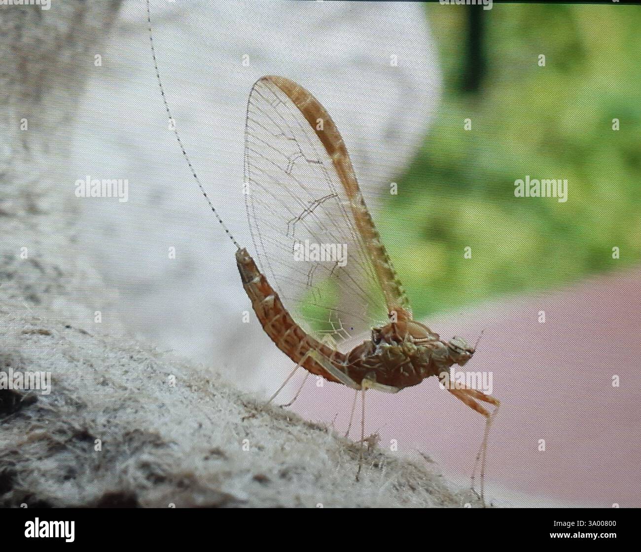 Pond Olive (Cloeon dipterum), Insecta, Heswall, Wirral, UK Stock Photo ...