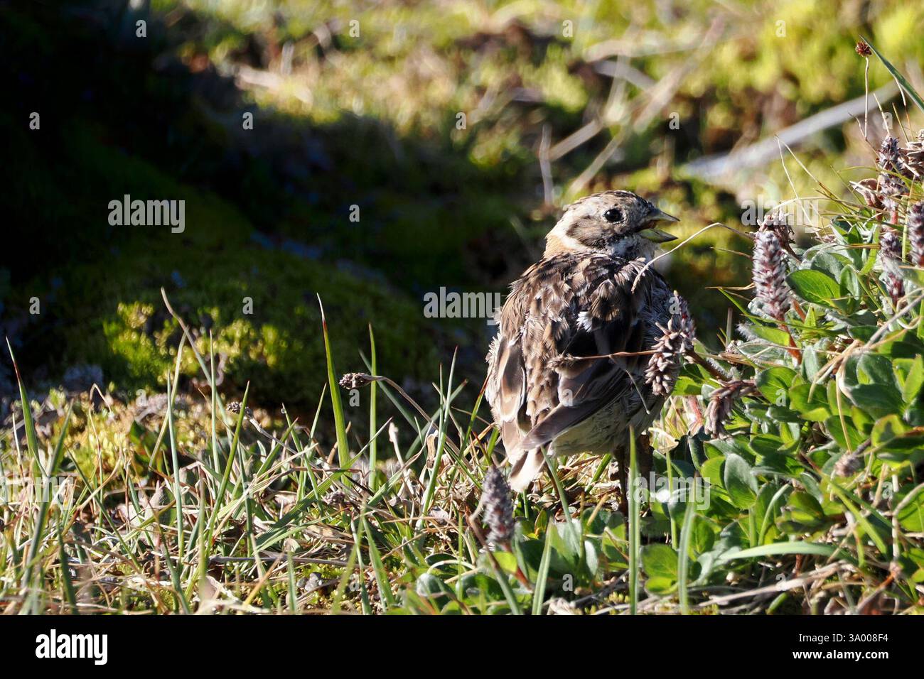 Lapland Longspur (Calcarius lapponicus), Aves, Qikiqtaaluk Region, NU ...