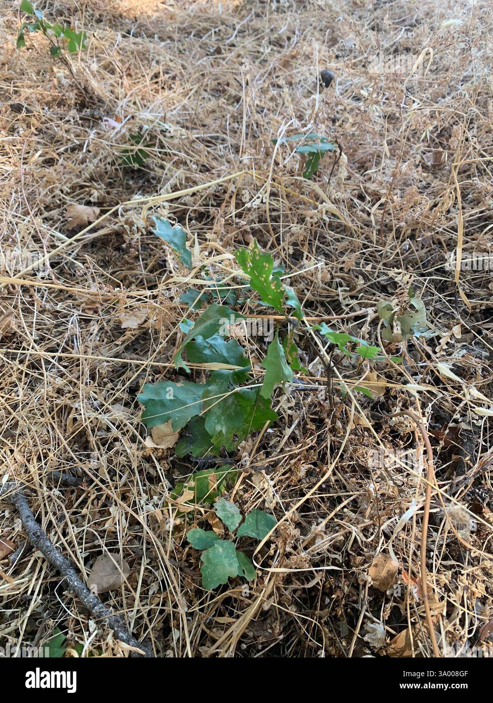valley oak (Quercus lobata), Plantae, Beale Afb, CA, US, Lots of first ...