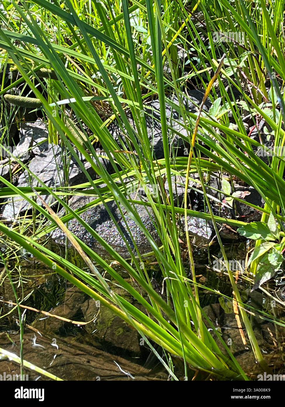 American Sweet-Flag (Acorus americanus), Plantae, Timiskaming District ...