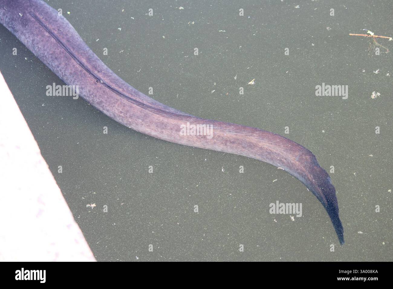 Australian Long-finned Eel (Anguilla reinhardtii), Actinopterygii ...