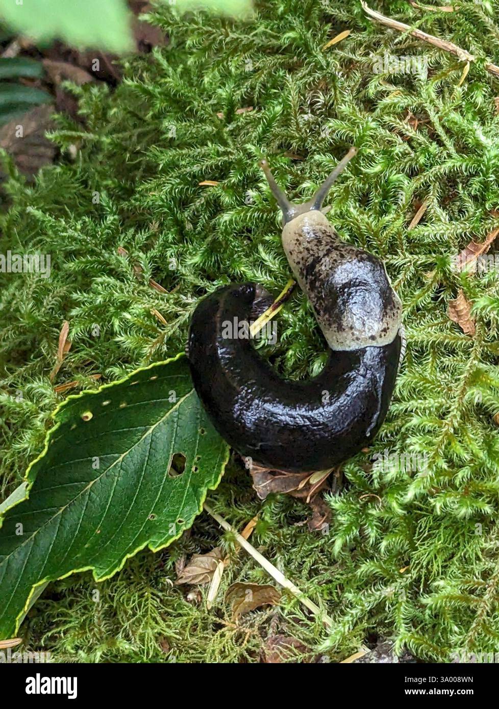 Pacific Banana Slug (Ariolimax columbianus), Mollusca, Port Renfrew, BC ...