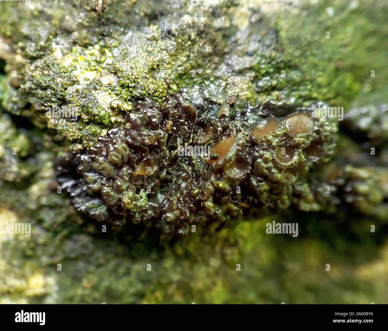 Bachman's Jelly Lichen (Enchylium bachmanianum), Fungi, Borer's Falls ...