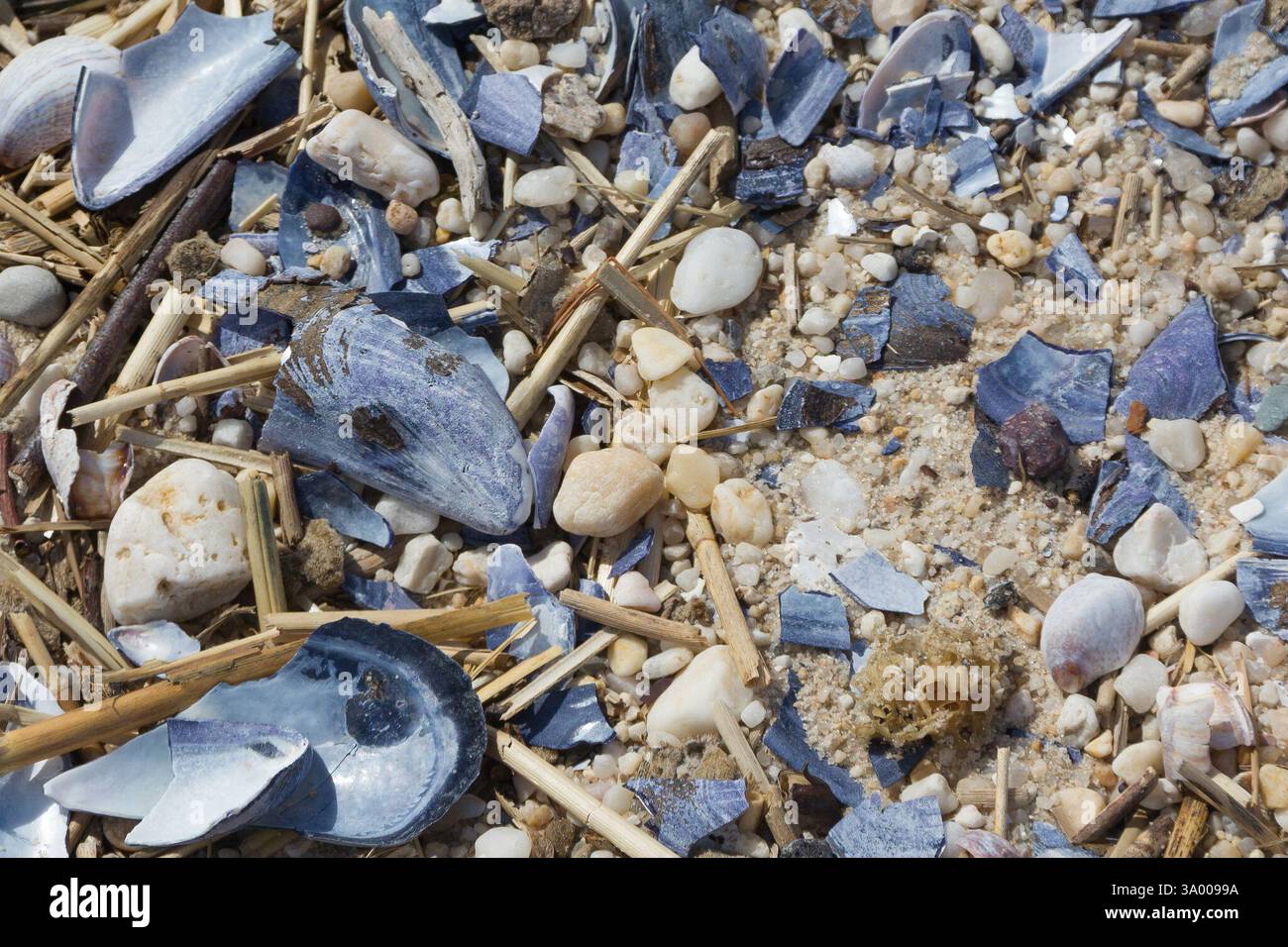 New york mytilus edulis hi-res stock photography and images - Alamy