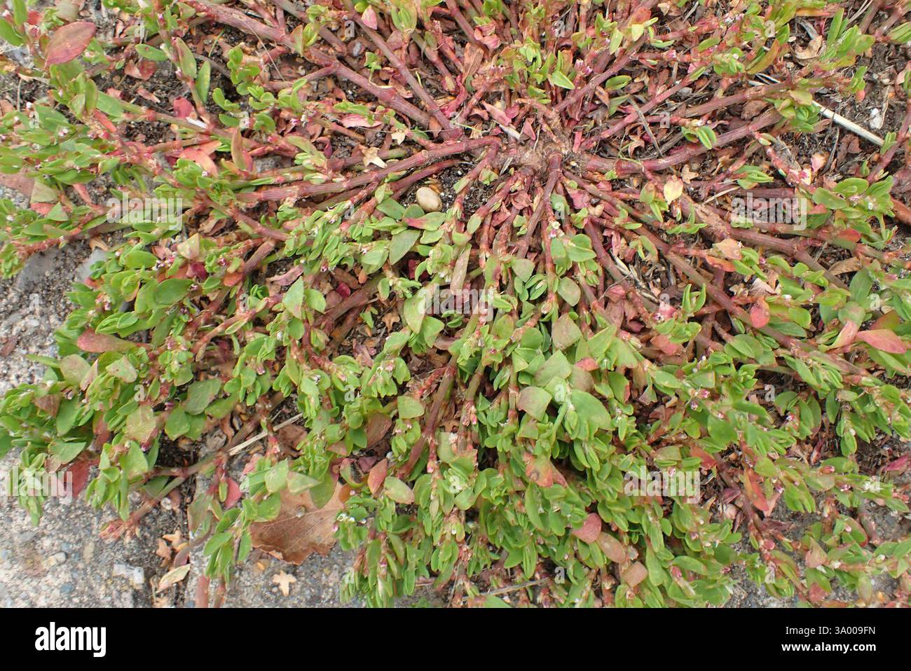 Oval Leaf Knotweed (Polygonum arenastrum), Plantae, Portsmouth, UK ...