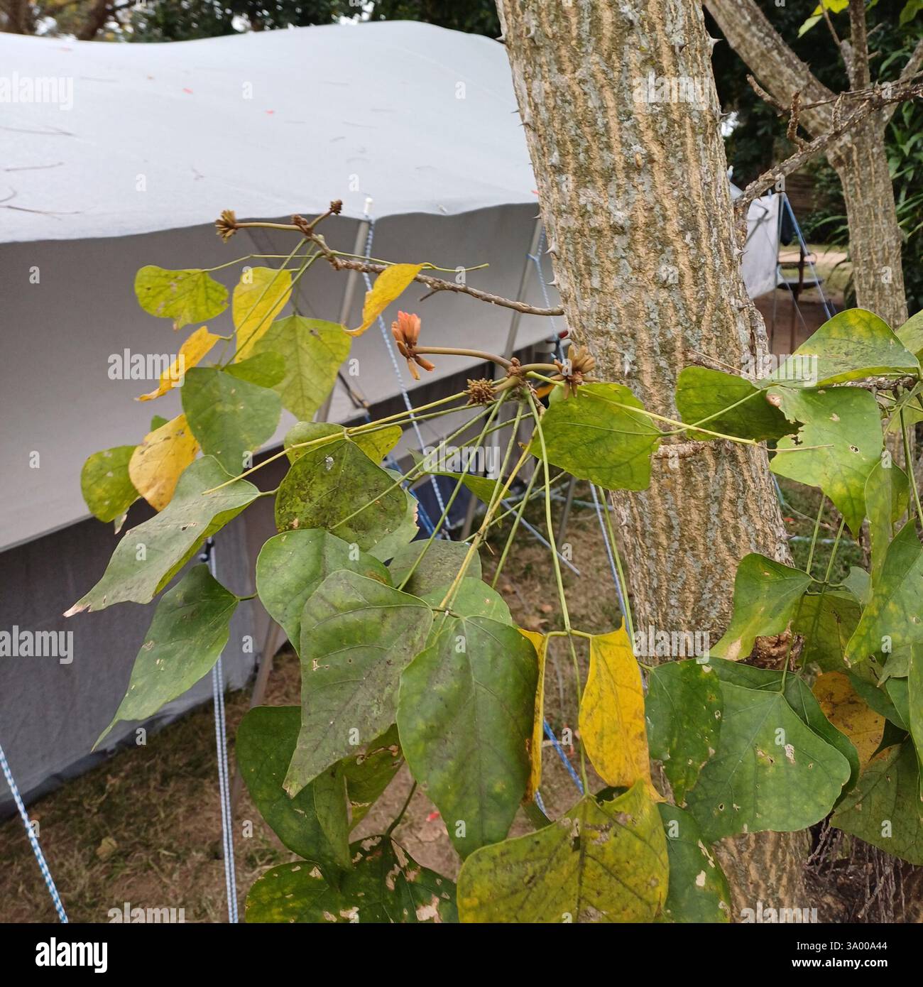 Common Coral Tree (Erythrina lysistemon), Plantae, Aviation Adventure ...