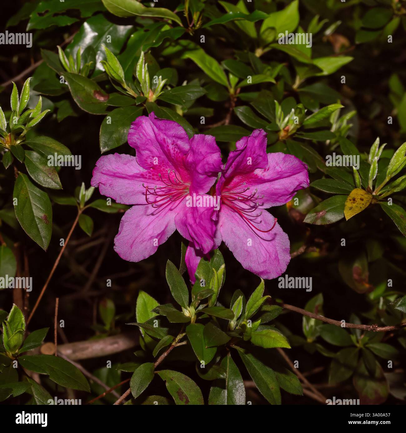 beautiful spring bloom flowers, peony, Camilla, azalea, orange flower, white flower, pink flower ...