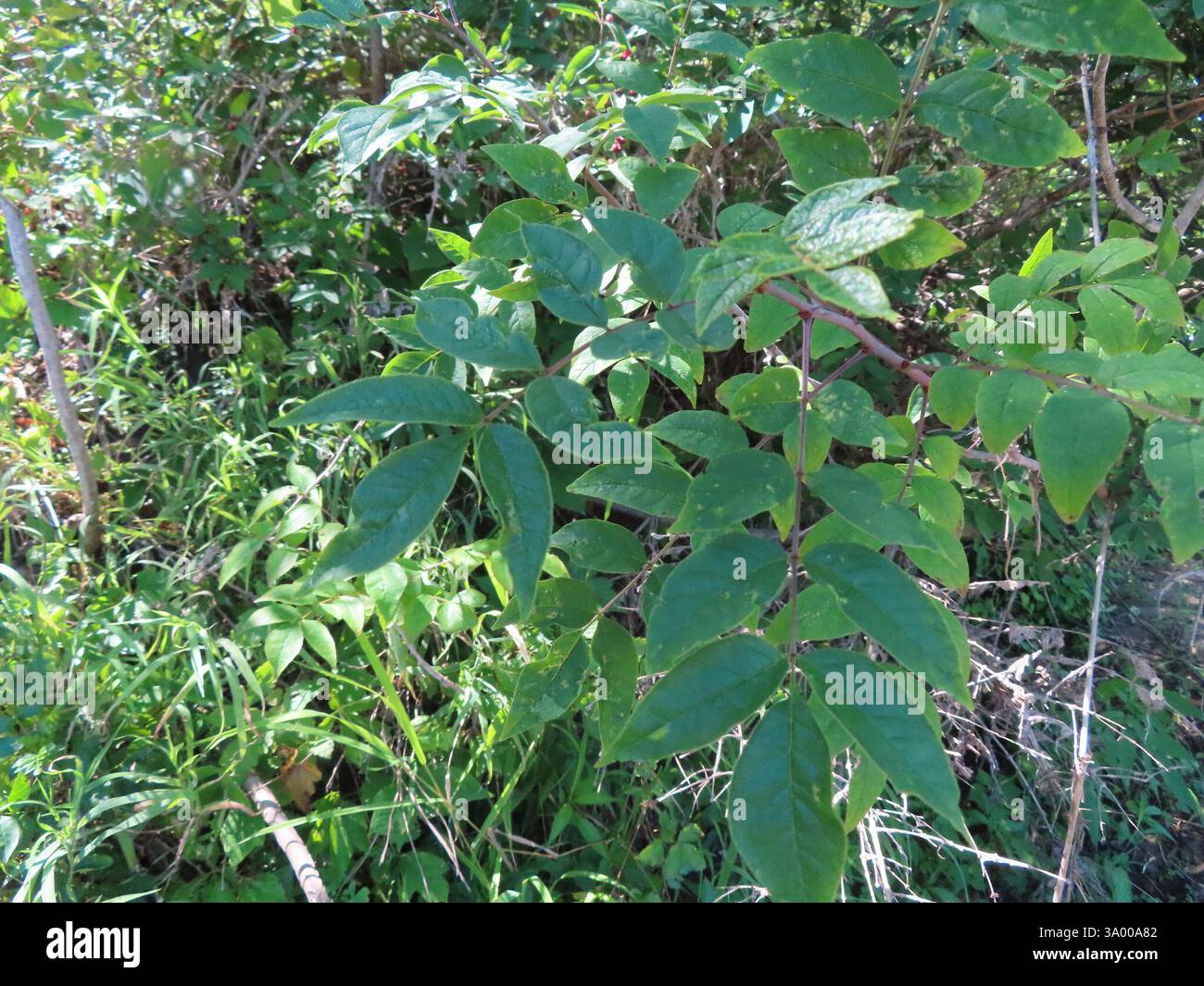 common prickly ash (Zanthoxylum americanum), Plantae, Grant County, WI ...
