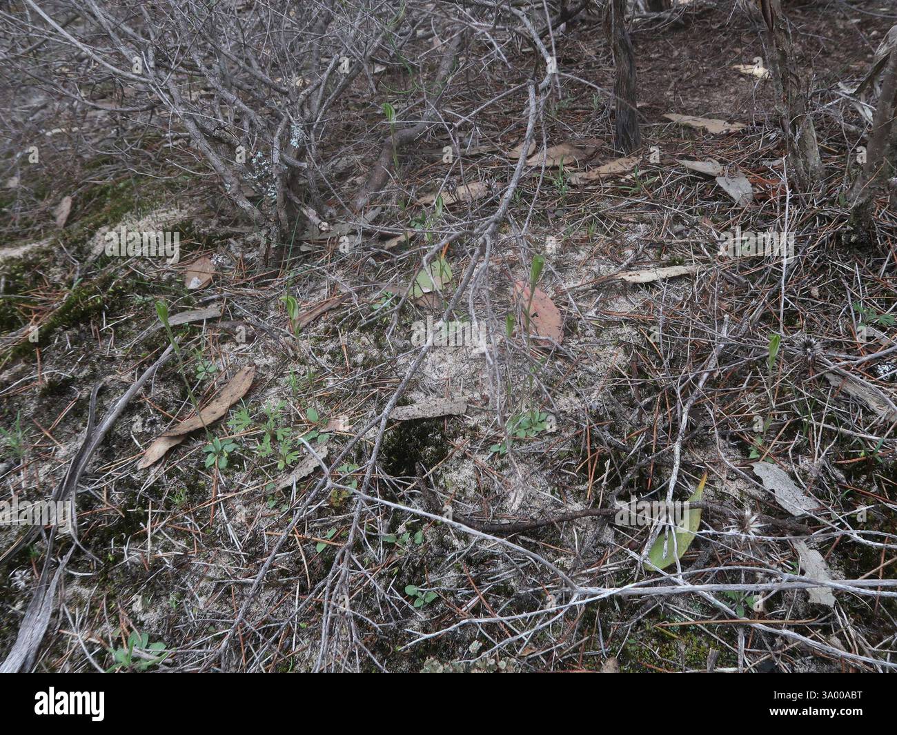 dwarf greenhood (Pterostylis nana), Plantae, Ferries McDonald ...
