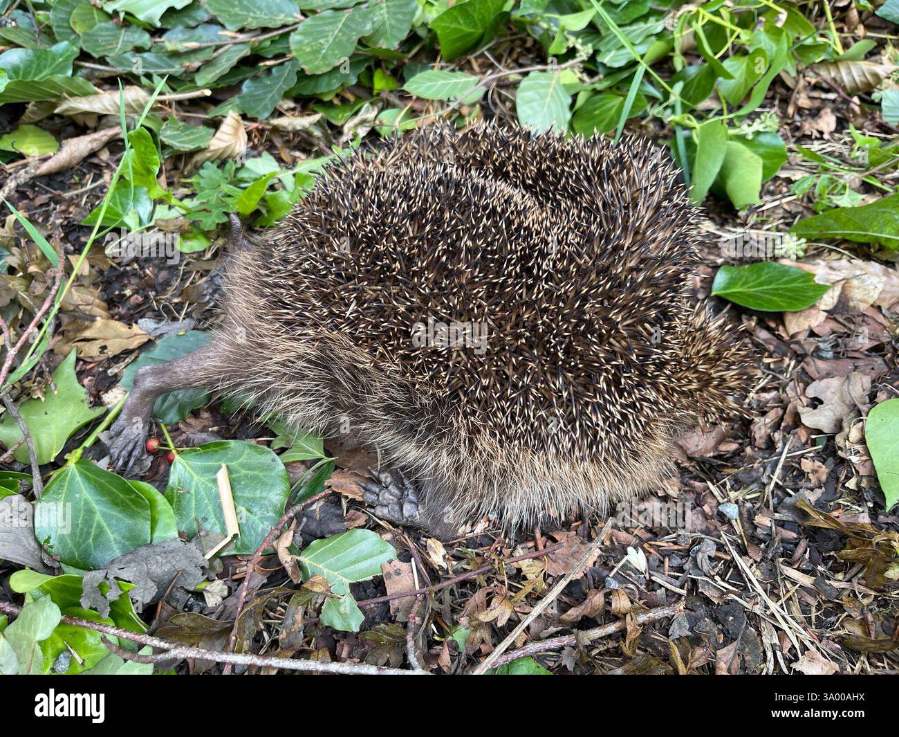 Common Hedgehog (Erinaceus europaeus), Mammalia, Foxwood, Tara, Co ...