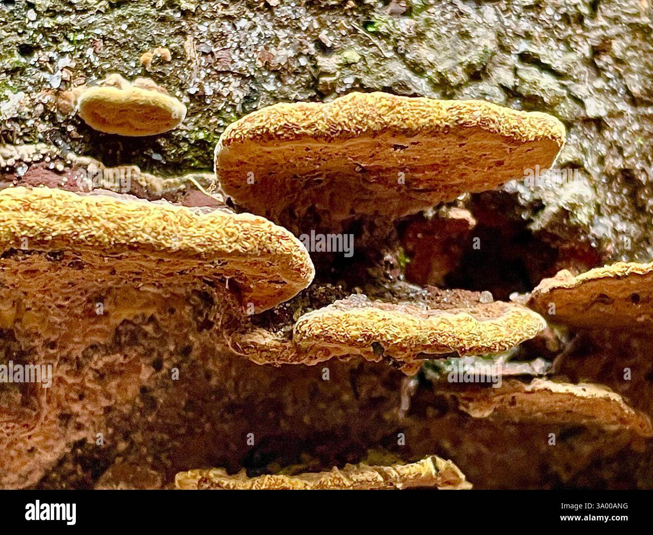 (Hymenochaetaceae), Fungi, Madagascar, Toamasina, MG, Hymenochaetaceae ...
