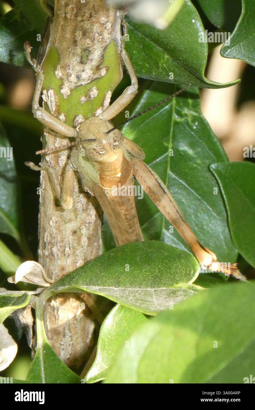 Giant Grasshopper (Valanga irregularis), Insecta, Sinnamon Park QLD ...