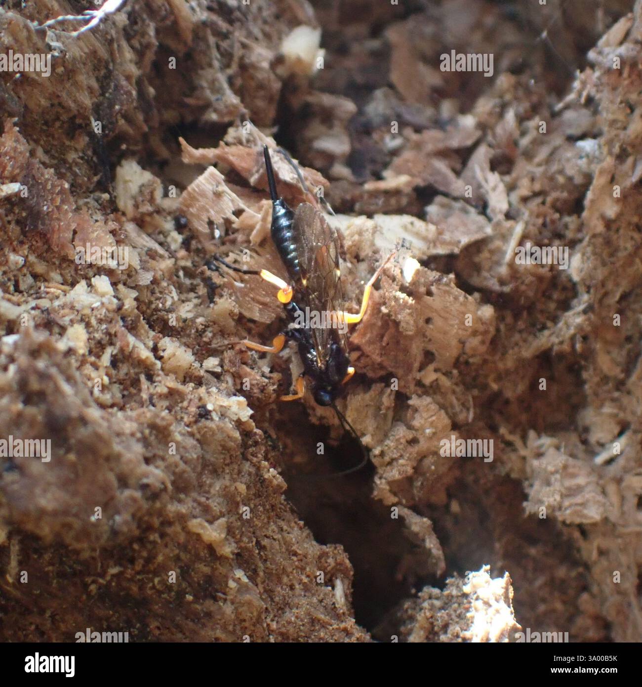Black Slip Wasp (Pimpla rufipes), Insecta, London SE6, UK Stock Photo ...