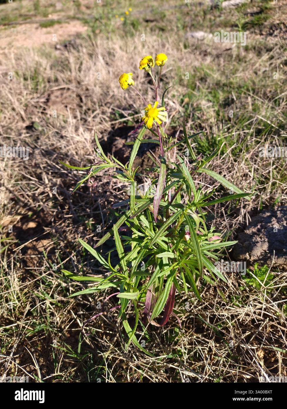 Madagascar Ragwort (Senecio madagascariensis), Plantae, 30000 ...