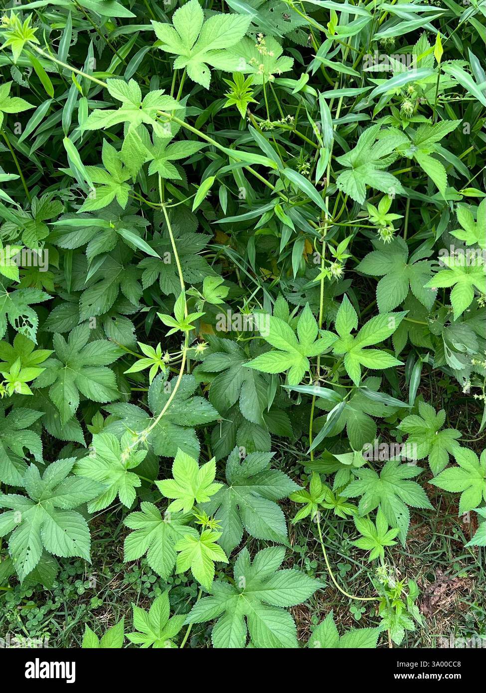 Japanese Hops (Humulus scandens), Plantae, Beach Dr, Kensington, MD, US ...
