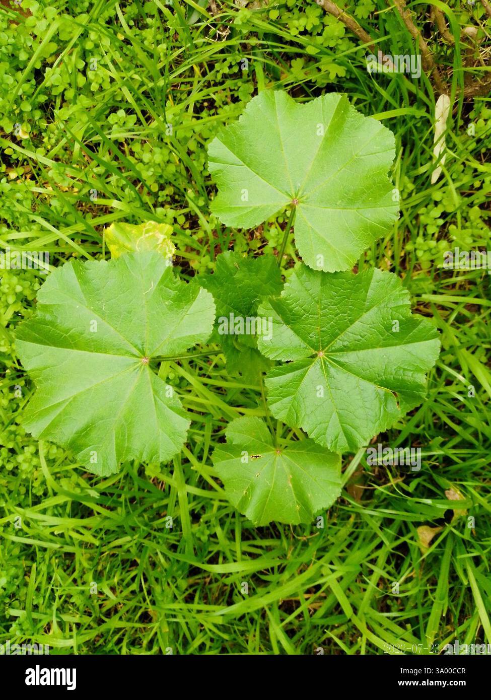 cheeseweed mallow (Malva parviflora), Plantae, 37000 Departamento de ...