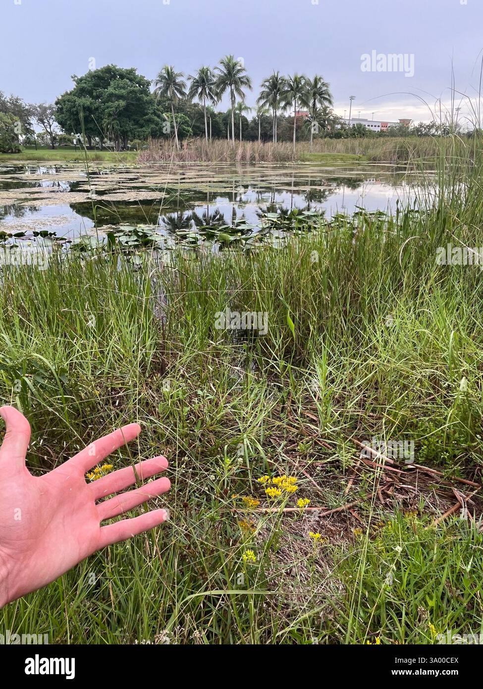 Elliott's lovegrass (Eragrostis elliottii), Plantae, Florida, US Stock ...