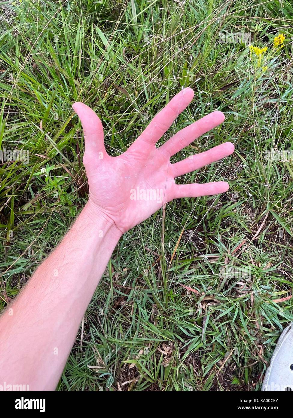 Elliott's lovegrass (Eragrostis elliottii), Plantae, Florida, US Stock ...