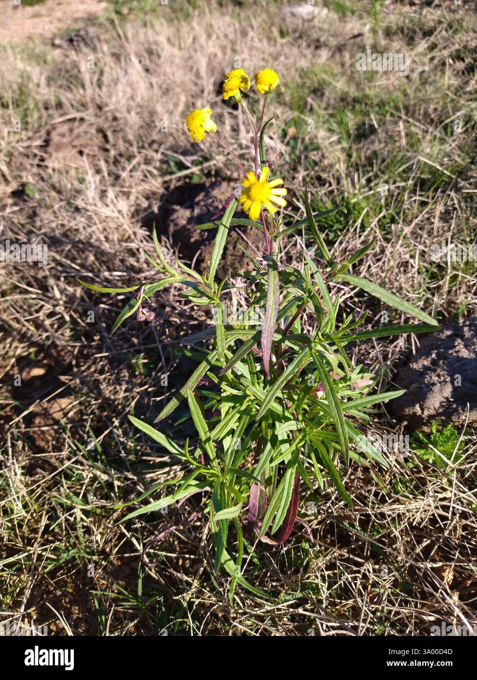 Madagascar Ragwort (Senecio madagascariensis), Plantae, 30000 ...