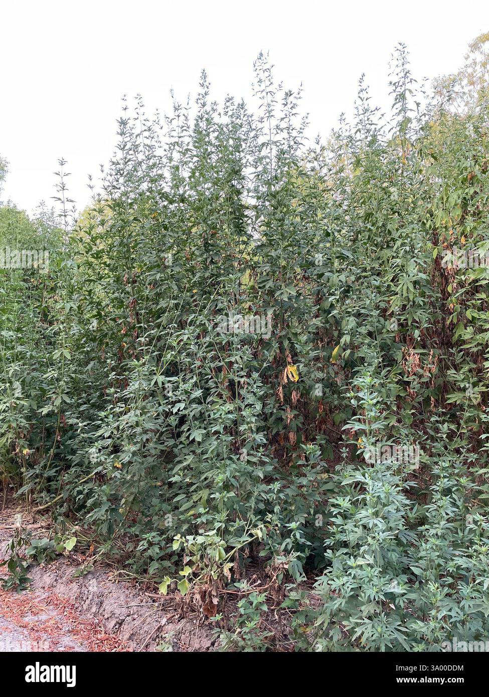 giant ragweed (Ambrosia trifida), Plantae, Belton Lake, Moody, TX, US ...