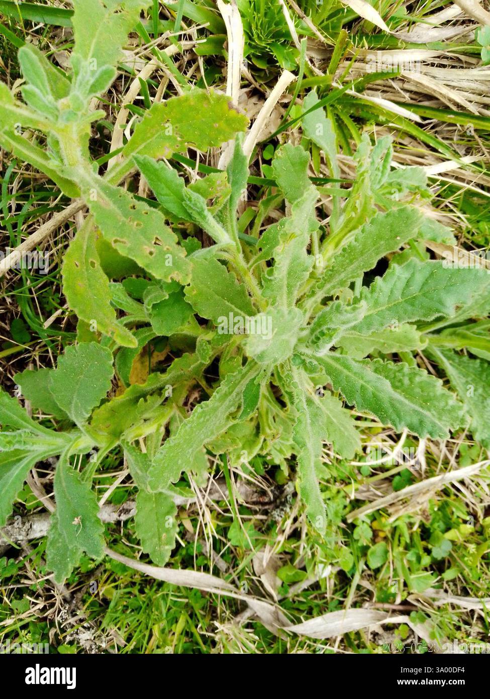 (Senecio selloi), Plantae, 37000 Departamento de Cerro Largo, Uruguay Stock Photo - Alamy