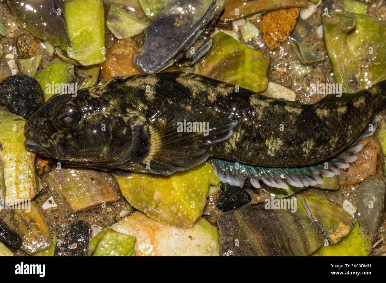 Robust Triplefin (Forsterygion gymnotum), Actinopterygii, Karitane 9471 ...
