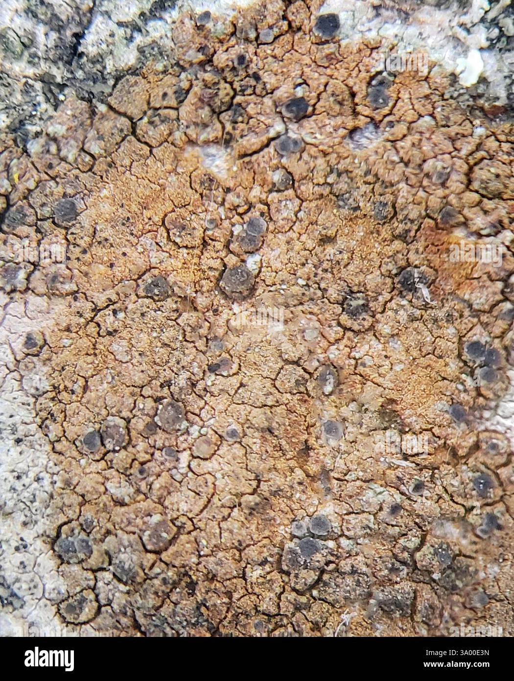 Multicolored Dot Lichen (Cliostomum griffithii), Fungi, Headwaters ...