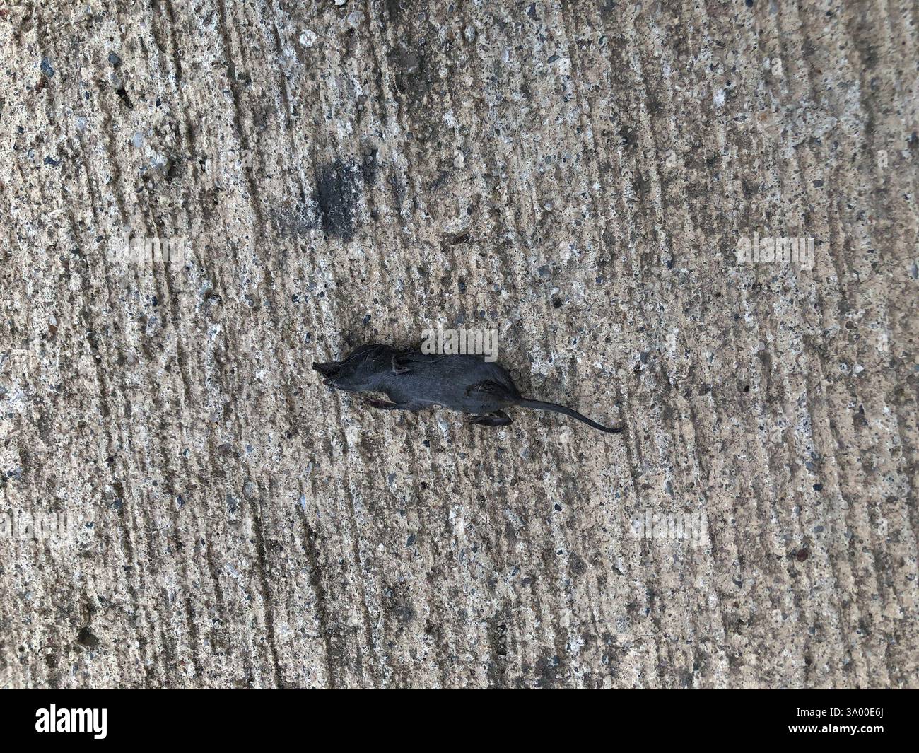 Shrews (Soricidae), Mammalia, Osmanbey Mh., Akyazı, Sakarya, TR, About ...