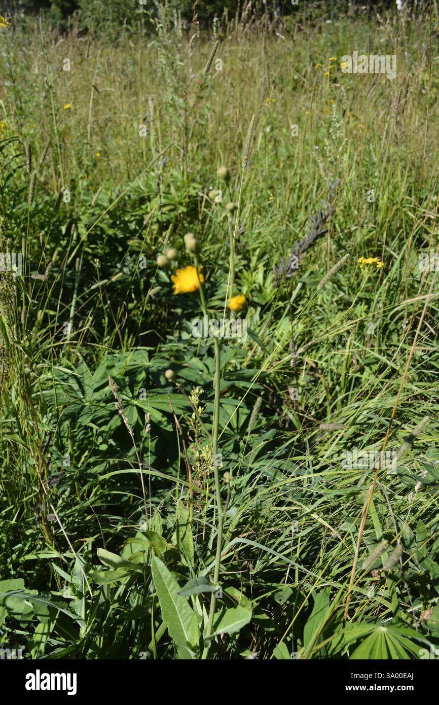 Smooth Field Sowthistle (Sonchus arvensis uliginosus), Plantae, Паршово ...