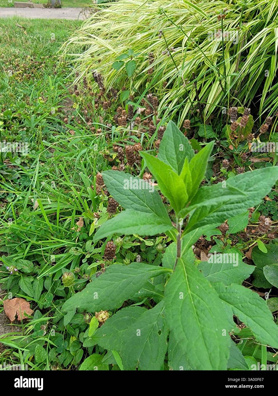 common wrinkle-leaved goldenrod (Solidago rugosa), Plantae, Deale, MD ...