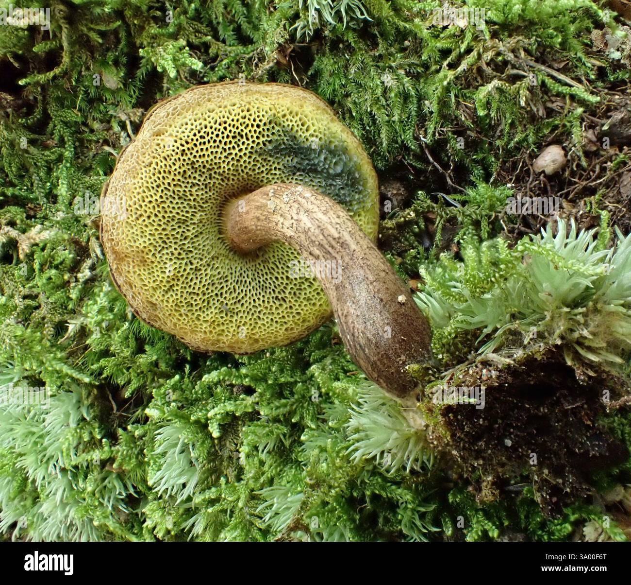 (Boletellus chrysenteroides), Fungi, Norvin Green State Forest ...