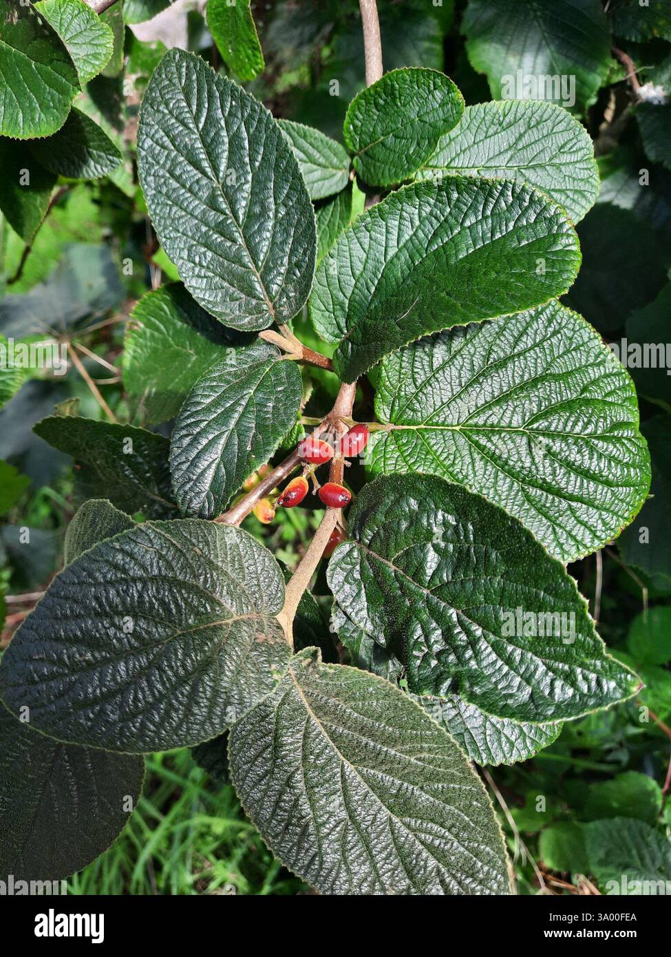 Wayfaring-tree (Viburnum lantana), Plantae, Bristol BS9, UK Stock Photo ...