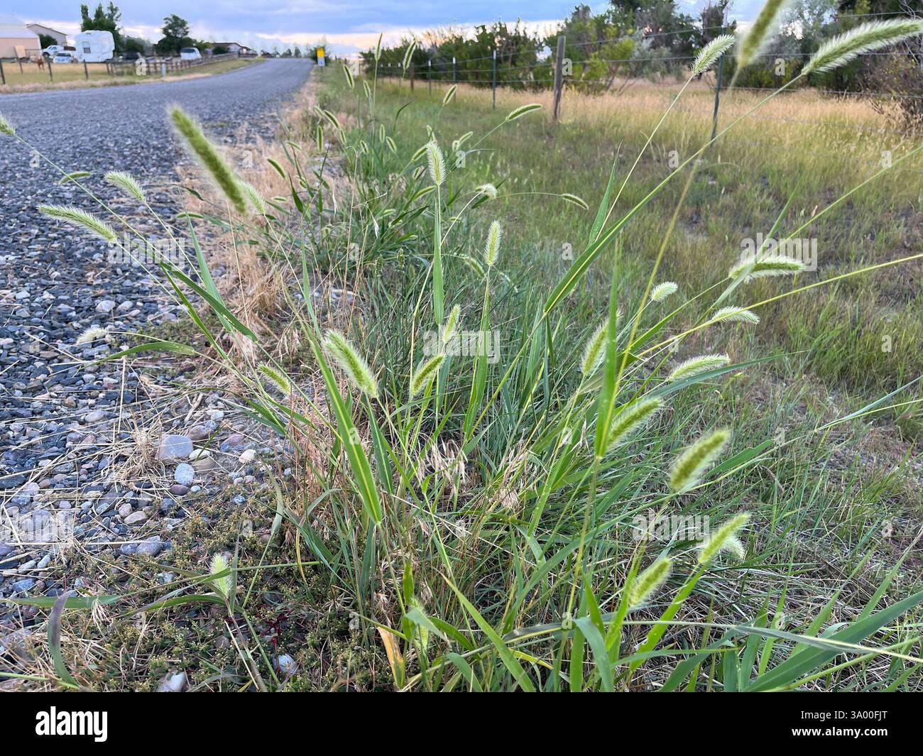 Green Bristle Grass (Setaria viridis), Plantae, Vandolah Rd, Three ...
