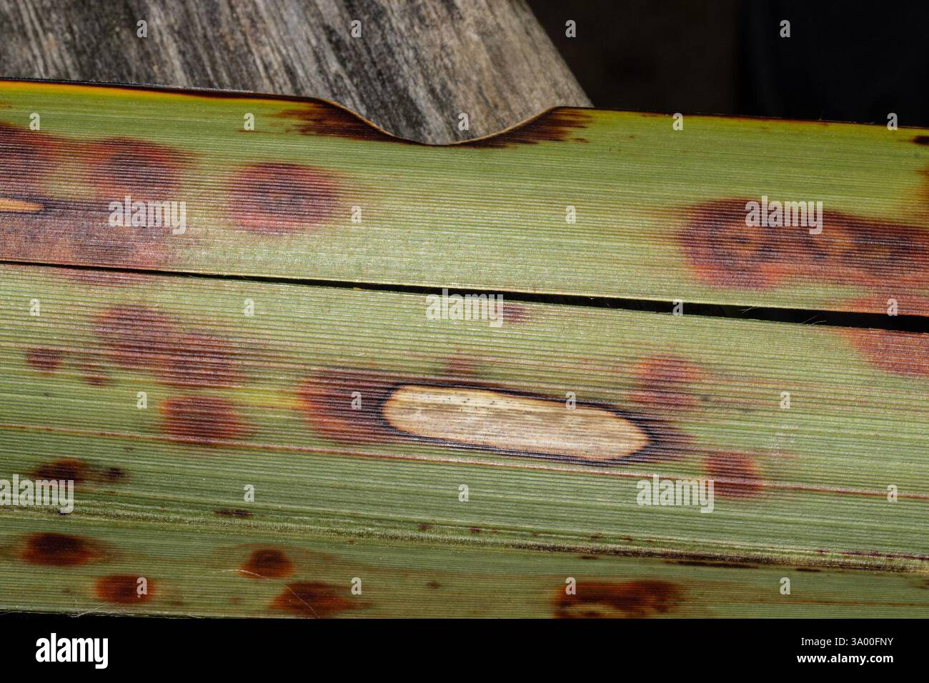 Flax window-maker (Orthoclydon praefectata), Insecta, Karitane 9471 ...