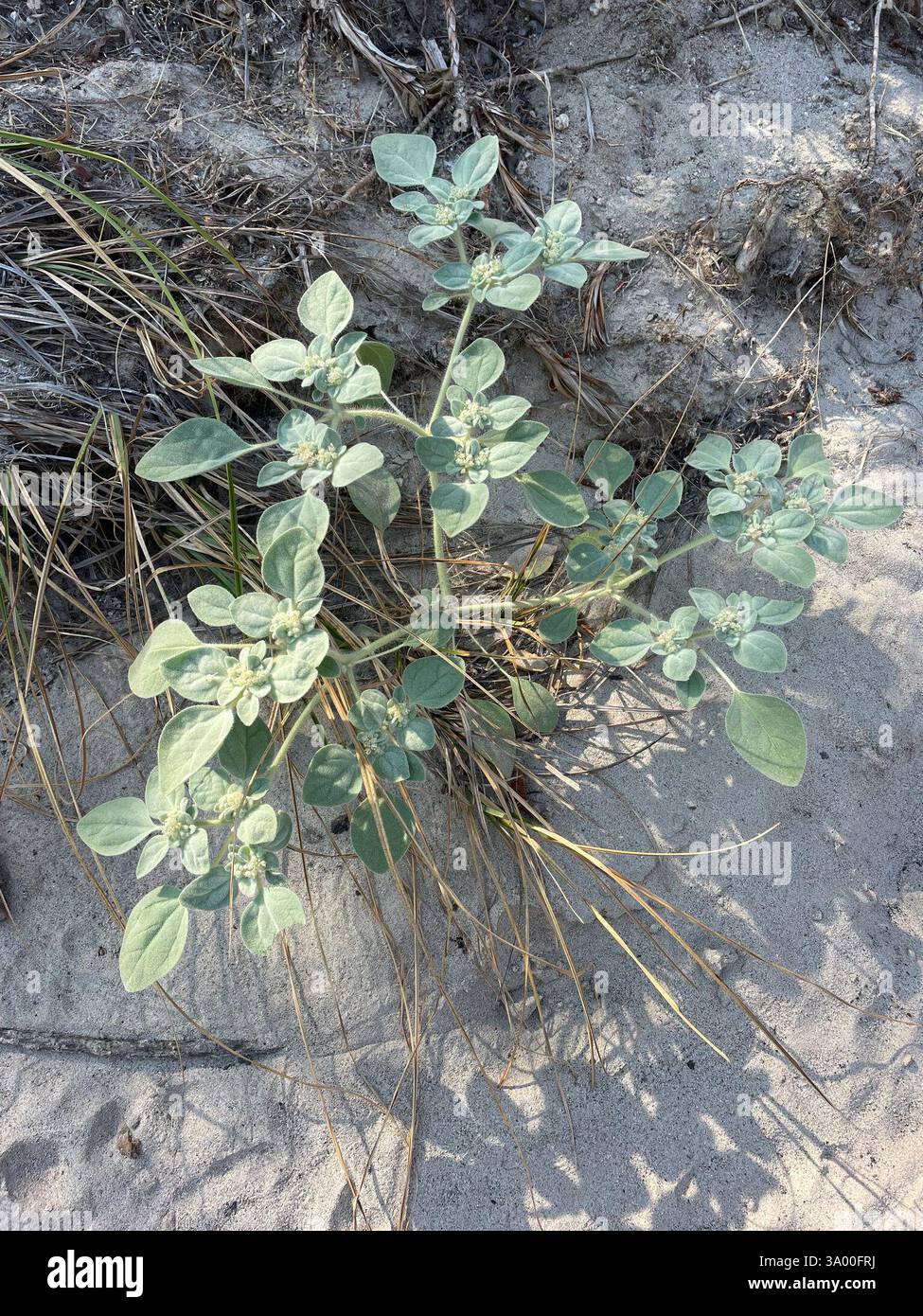 turkey mullein (Croton setiger), Plantae, Fort Ord National Monument ...