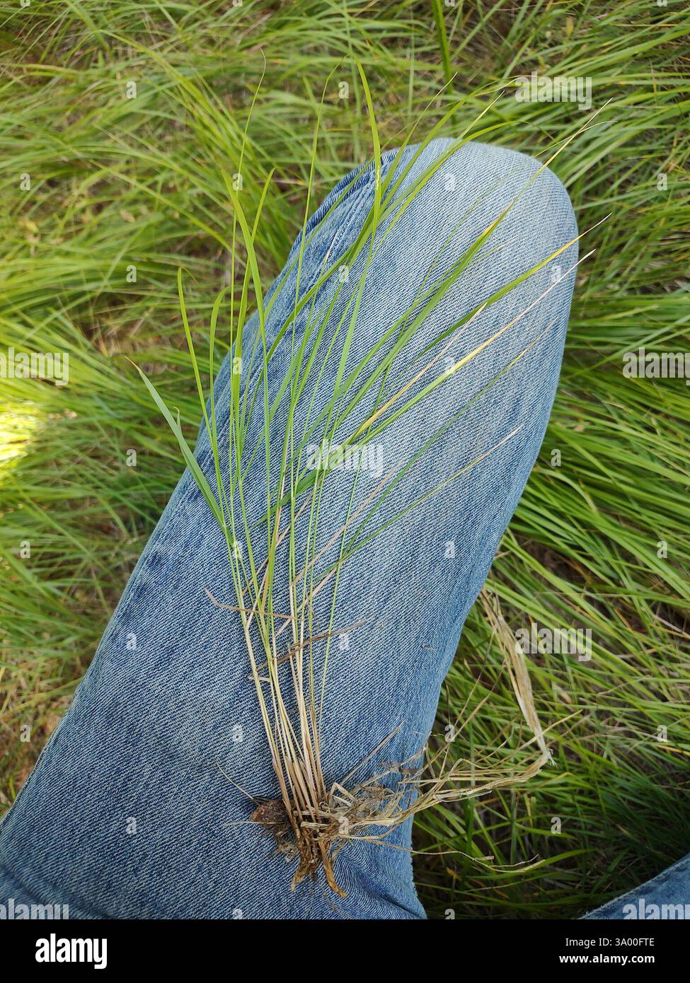 pine reed grass (Calamagrostis rubescens), Plantae, Kittitas County, WA ...