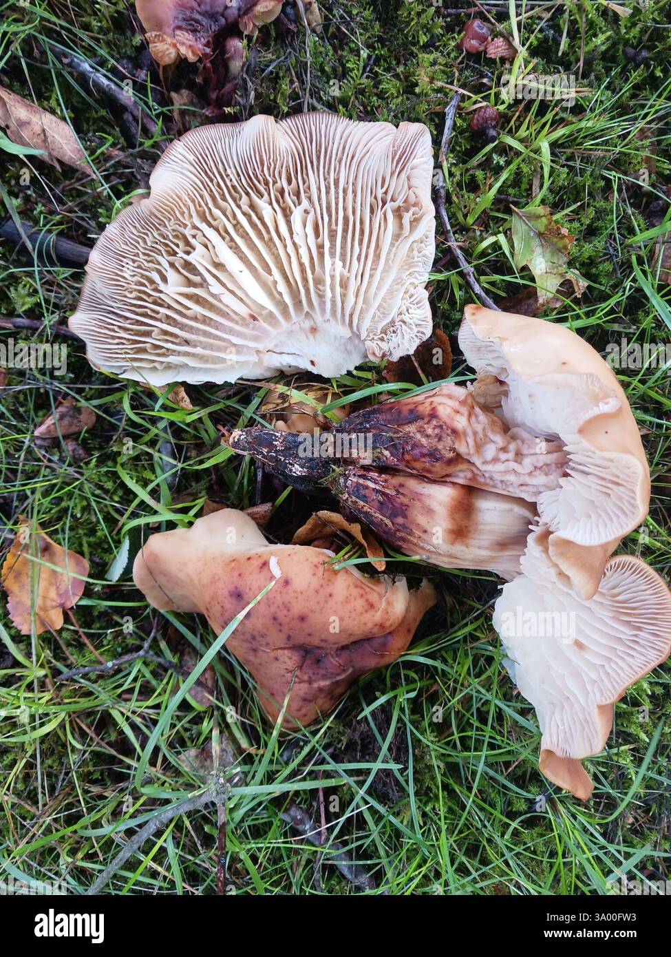 Spindleshank (Gymnopus fusipes), Fungi, 35394 Gießen, Deutschland Stock ...