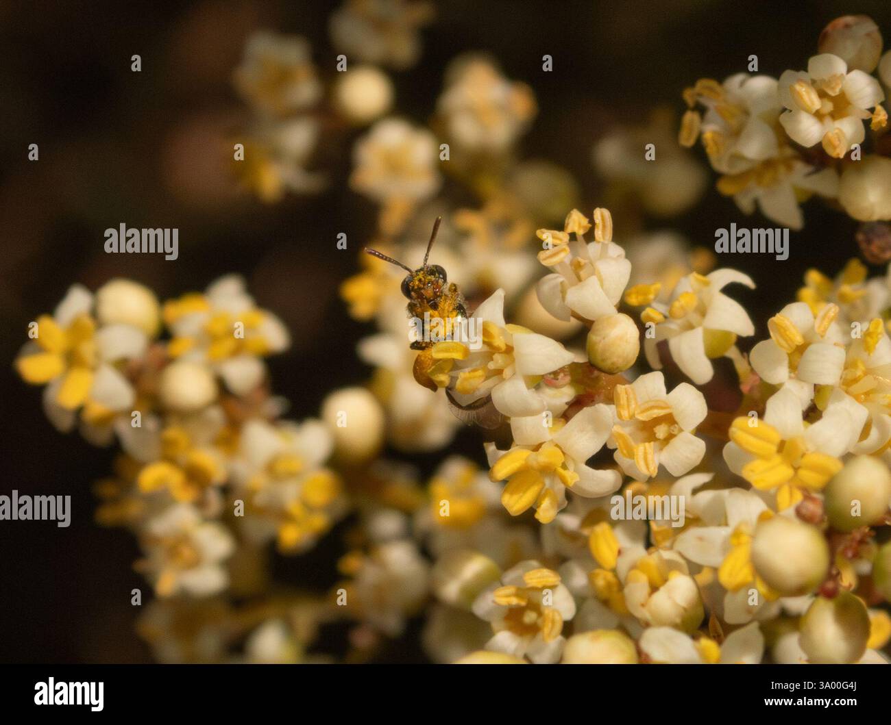 Rhus Fairy Bee (Perdita rhois), Insecta, Westwood, Los Angeles, CA, USA ...