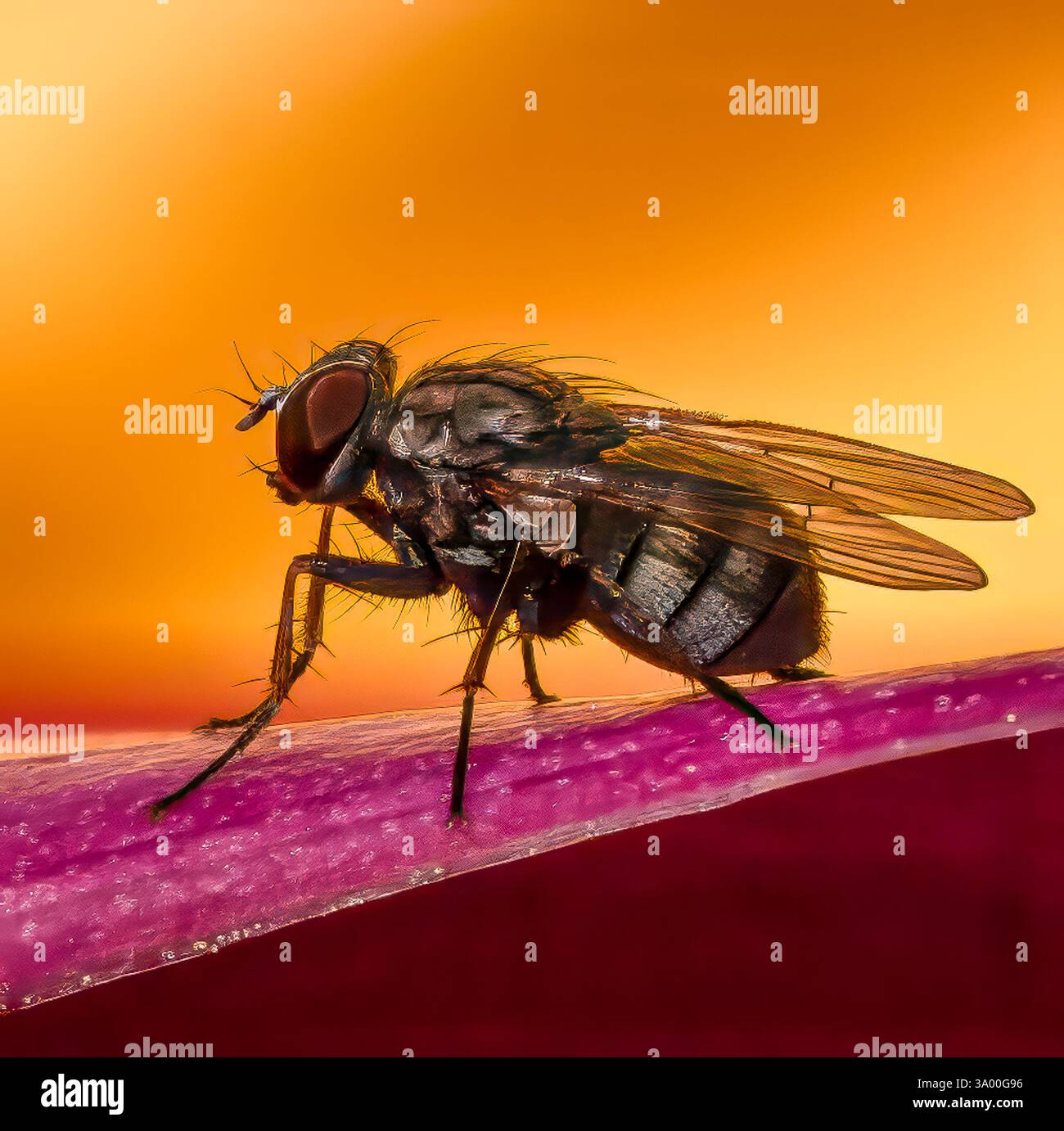 macro up close magnified photo of a house fly macro close up of a pest ...