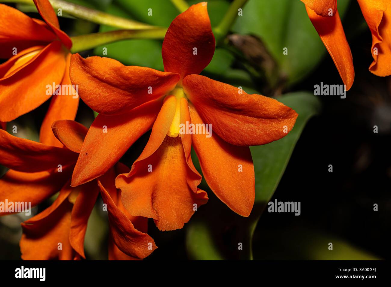 beautiful spring bloom flowers, peony, Camilla, azalea, orange flower, white flower, pink flower ...