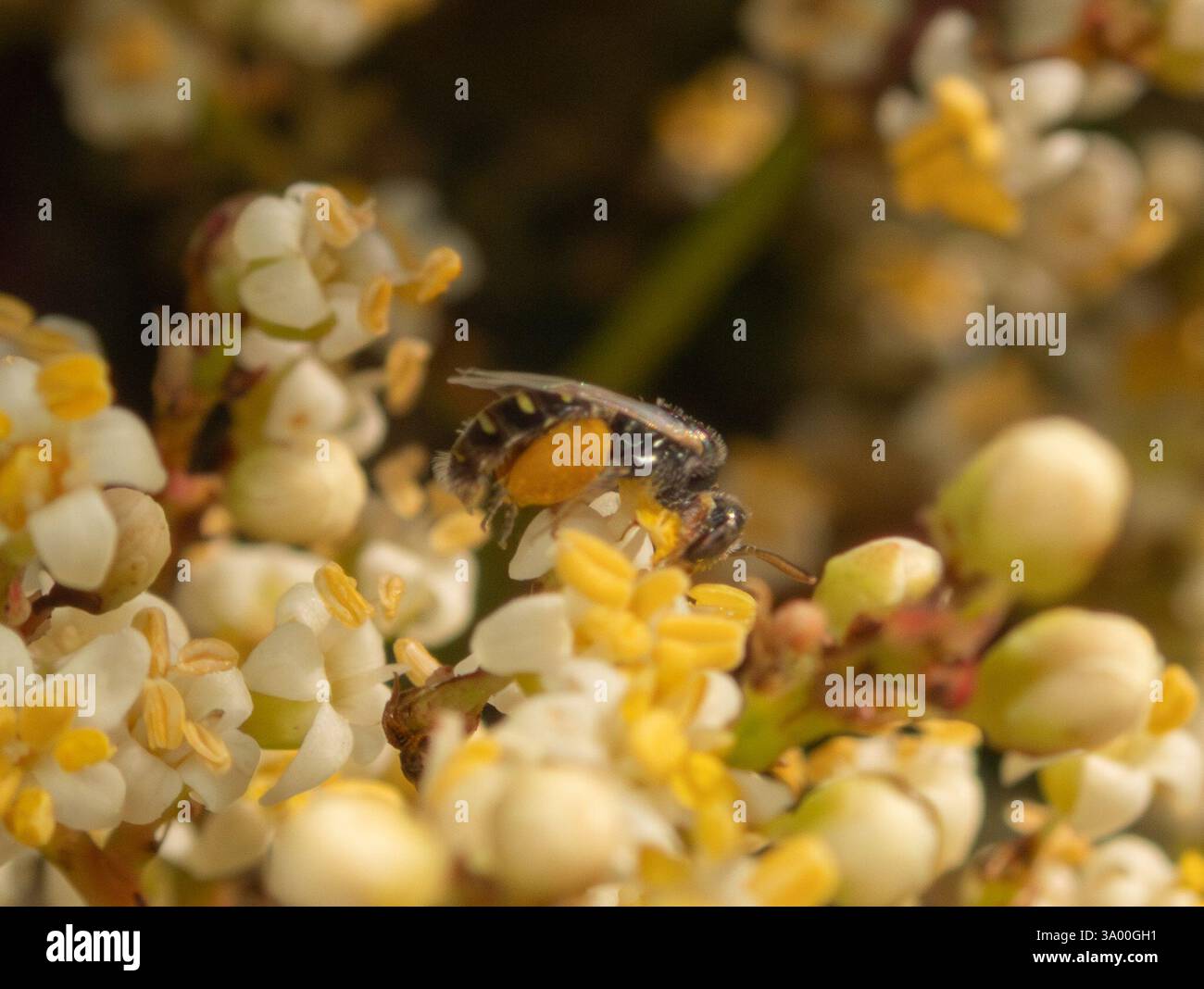 Rhus Fairy Bee (Perdita rhois), Insecta, Westwood, Los Angeles, CA, USA ...