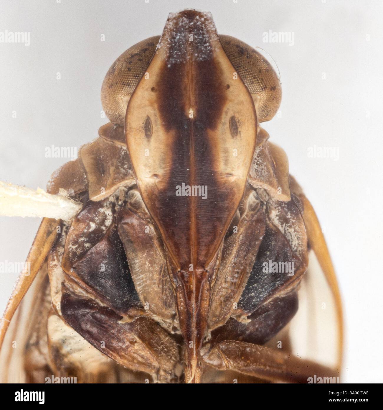 (Cyclopoliarus biperforatus), Insecta, Verdant Vale, Trinidad and ...
