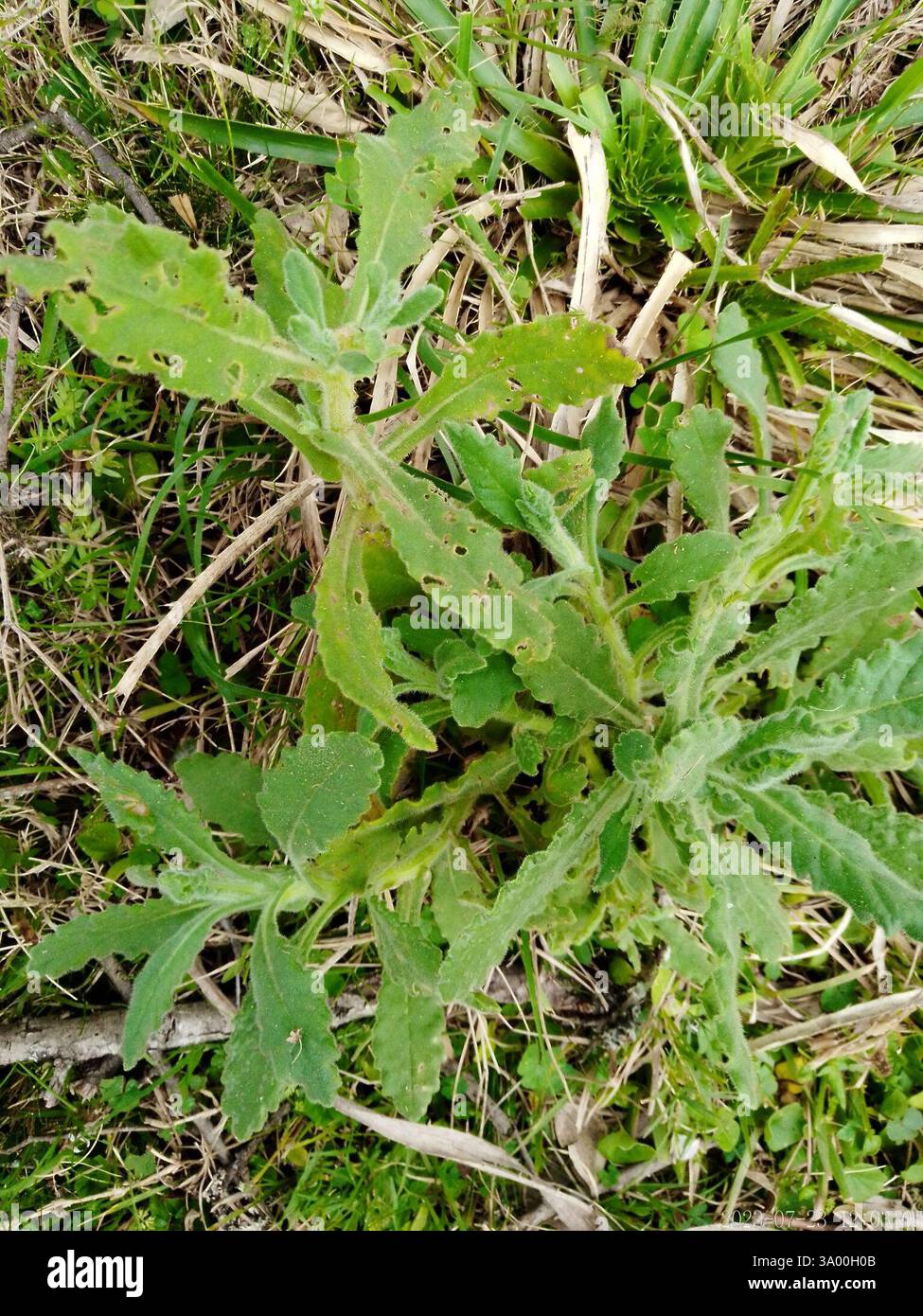 (Senecio selloi), Plantae, 37000 Departamento de Cerro Largo, Uruguay Stock Photo - Alamy