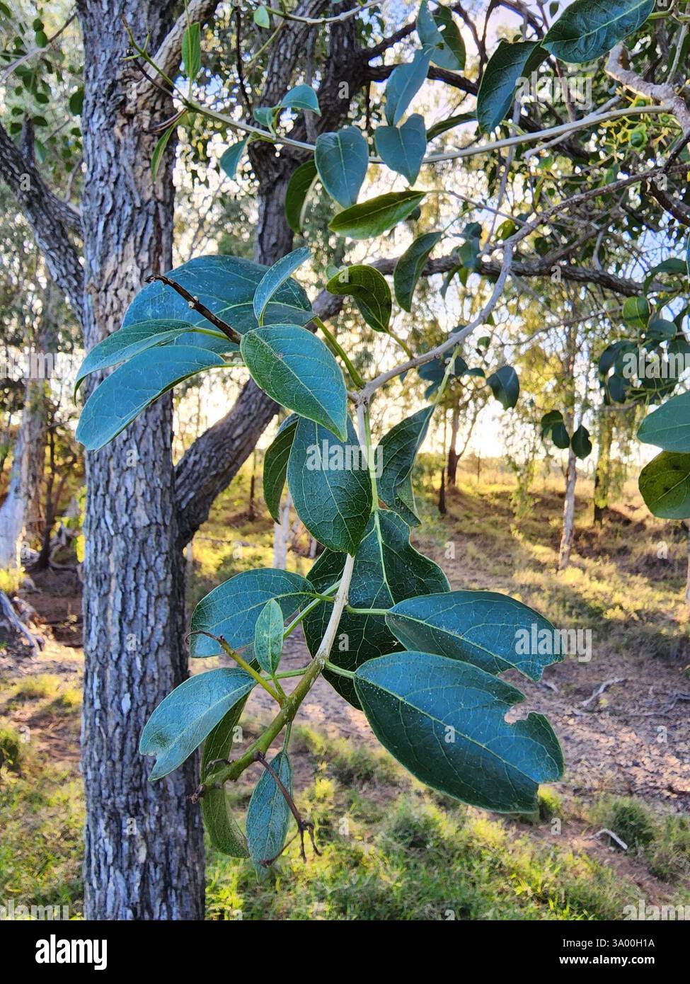 Lolly Bush (Clerodendrum floribundum), Plantae, Bouldercombe QLD 4702 ...
