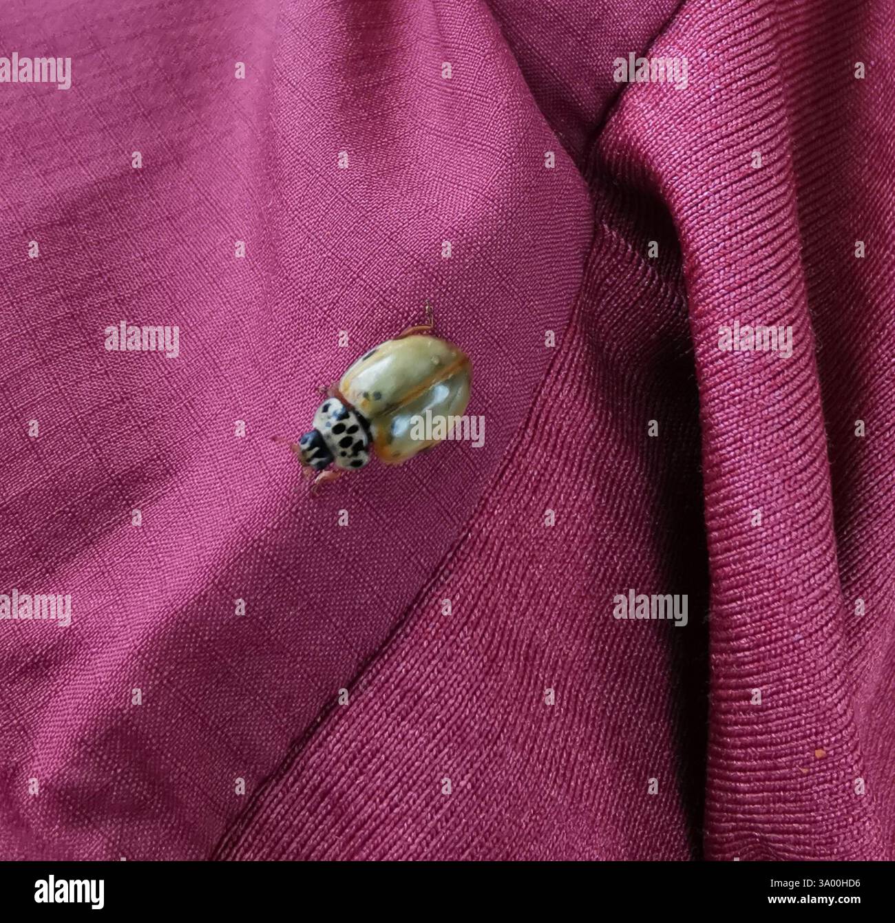 Cream-streaked Ladybird (Harmonia quadripunctata), Insecta, Waterloo ...