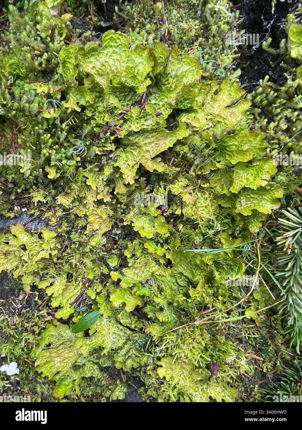 Cabbage Lung Lichen (Lobaria linita), Fungi, Greenview No. 16, AB, CA ...