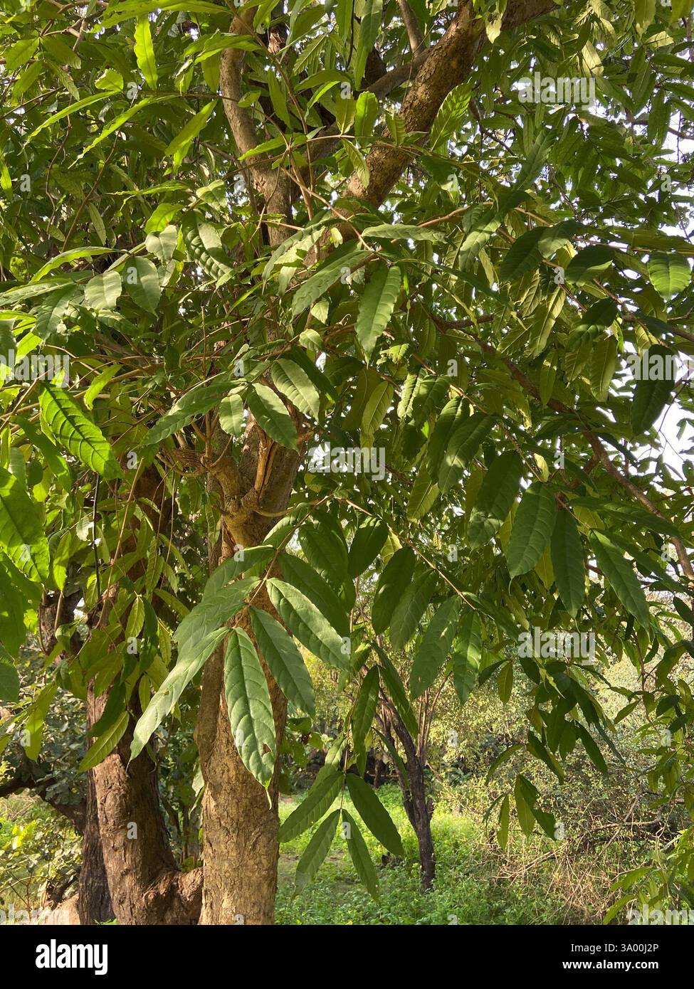 Jaundice curative tree (Wrightia tinctoria), Plantae, Gir National Park ...