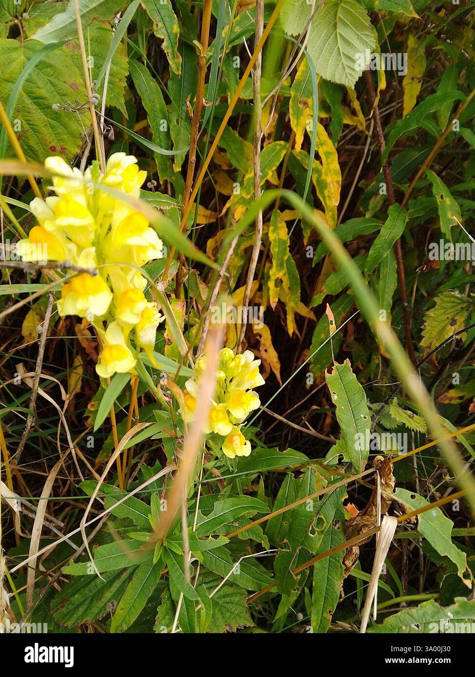 common toadflax (Linaria vulgaris), Plantae, Broxburn EH52 5PF, UK ...